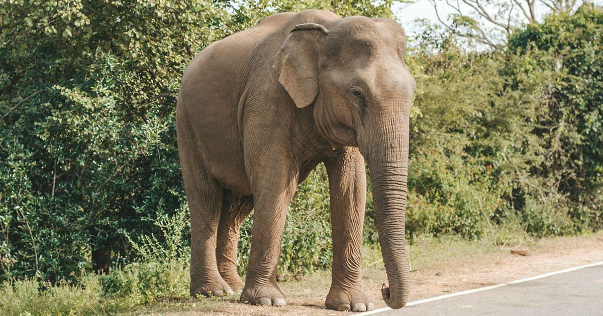 Top Reasons To Visit Yala National Park During The Off Season