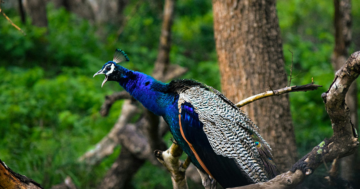 Guided Bird Watching Tours Sri Lanka in Yala | Yala | O2 Villas