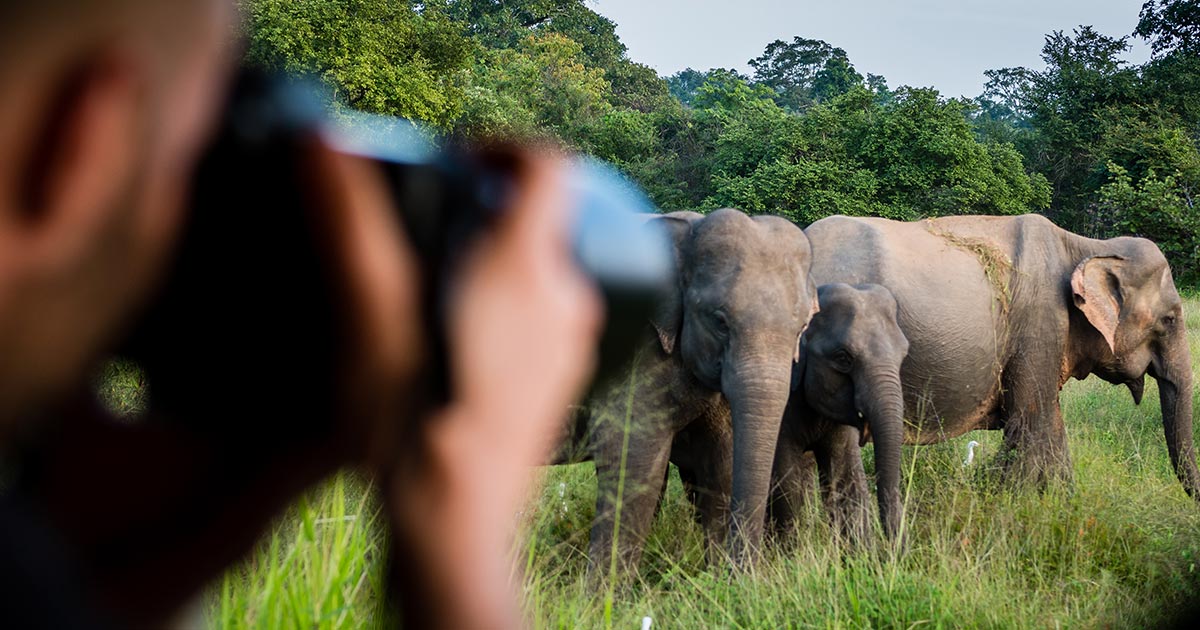 Capture Wildlife on Our Photography Expeditions | Yala | O2 Villas