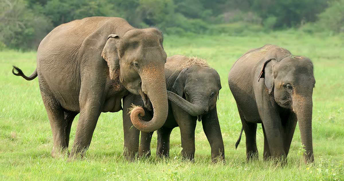 Ceylon Elephant Visit | Unique Wildlife Experience | Yala | O2 Villas